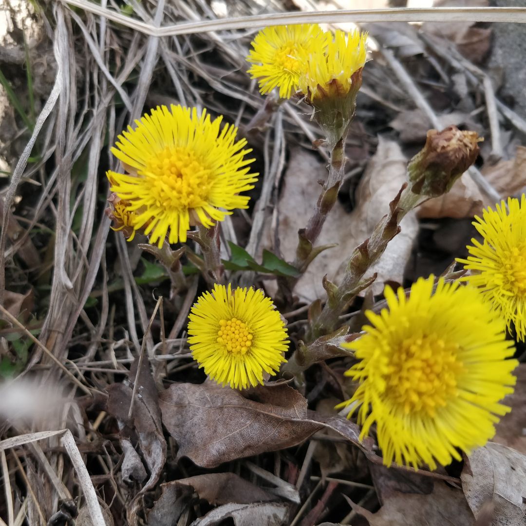 What is Coltsfoot, and How to Harness Its Magic in Herbalism and ...